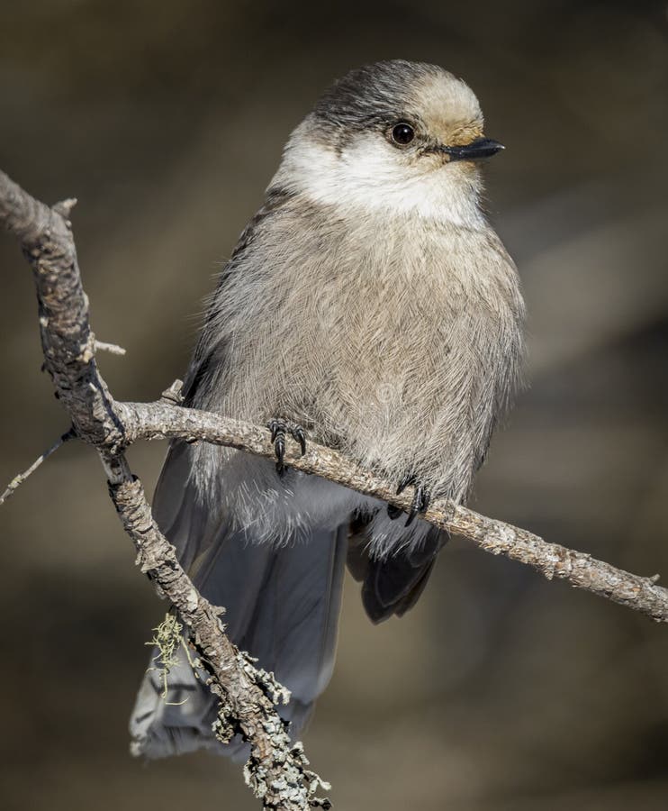 Canadian Gray Jay on a Branch Stock Image - Image of gloria, natural ...