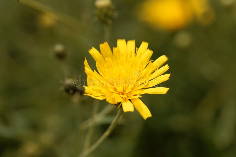 Canadian Hawkweed Hieracium Umbellatum Stock Image - Image of botanical ...