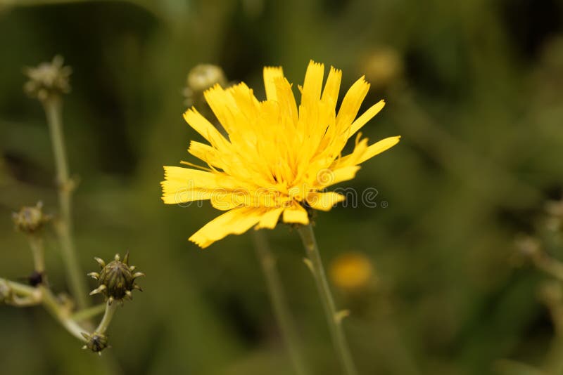 Canadian Hawkweed Hieracium Umbellatum Stock Photo - Image of nature ...