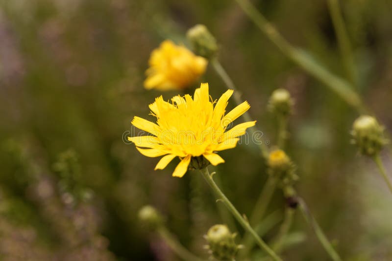 Canadian Hawkweed Hieracium Umbellatum Stock Image - Image of park ...