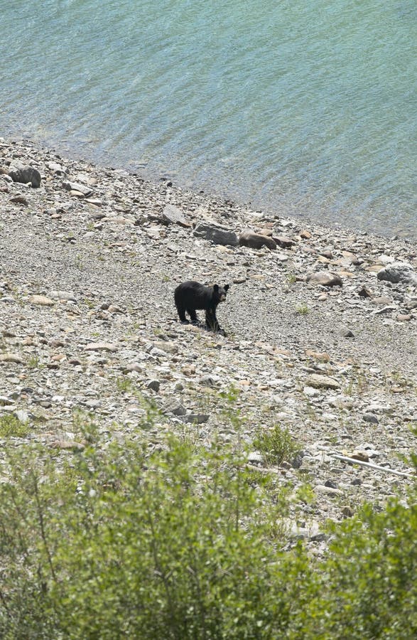 Canadian Landscape with Black Bear in Alberta. Canada Stock Photo ...