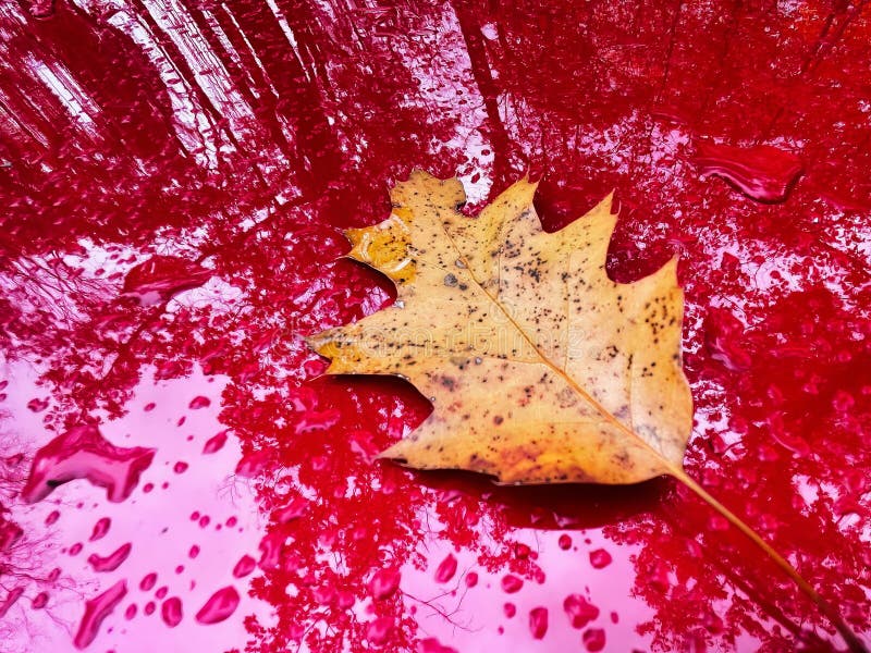 Canadian Leave on Red Shiny Surface Stock Photo - Image of wood ...