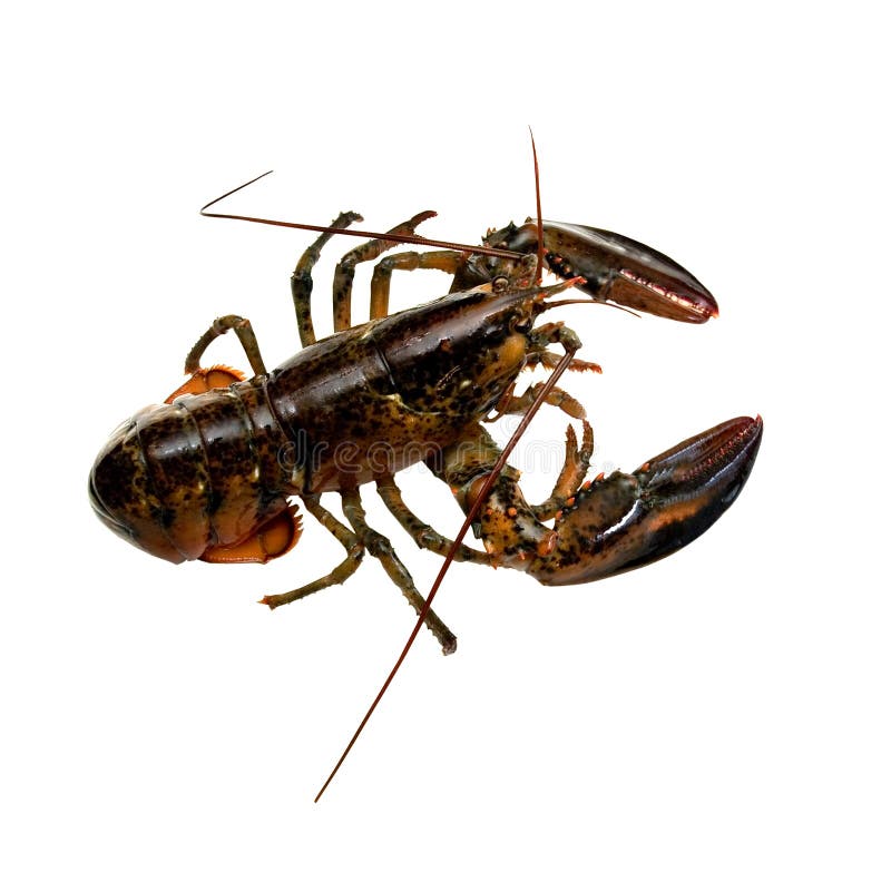 Canadian lobster stock photo. Image of dinner, single - 11043054