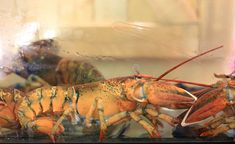 Canadian Lobster Swimming in Tank Stock Photo - Image of arthropoda ...