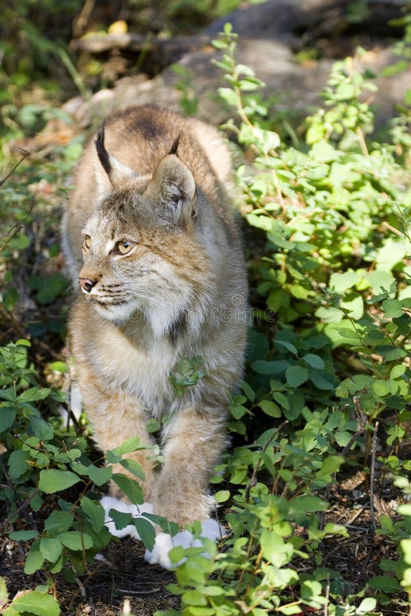 Canadian Lynx stock image. Image of feline, lynx, predator - 1478095