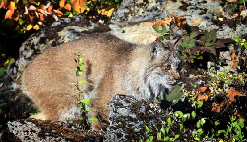 Canadian lynx stock image. Image of canadian, predator - 22483379