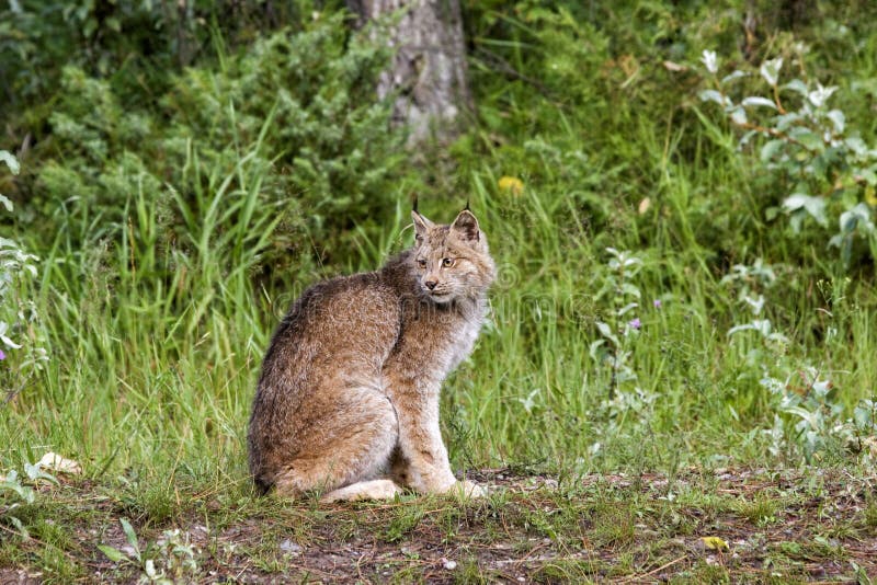 Canadian Lynx Jumping from Rock Stock Photo - Image of habitat, mammal ...