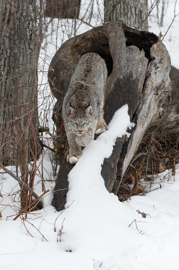 Canadian Lynx Lynx Canadensis Steps Down Side of Root Bundle Winter ...