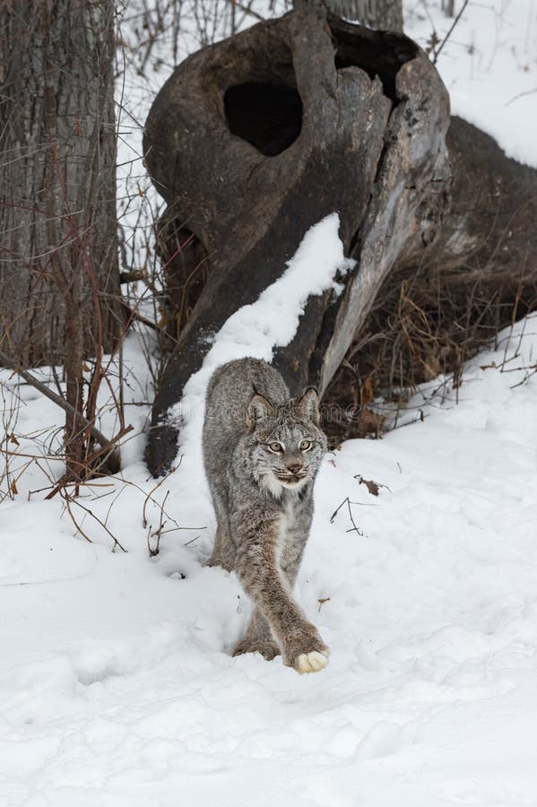 Canadian Lynx Lynx Canadensis Steps Forward Awsy from Root Bundle ...
