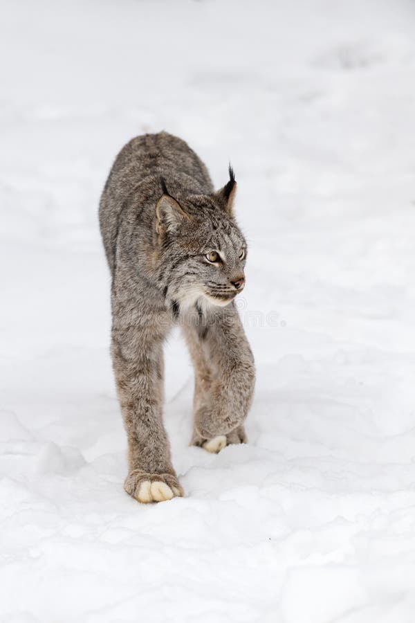 Canadian Lynx (Lynx Canadensis) Steps Forward Looking Right Winter ...