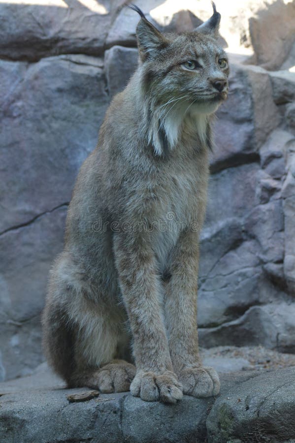 Canadian Lynx in the Outdoors Stock Image - Image of outdoors, ears ...