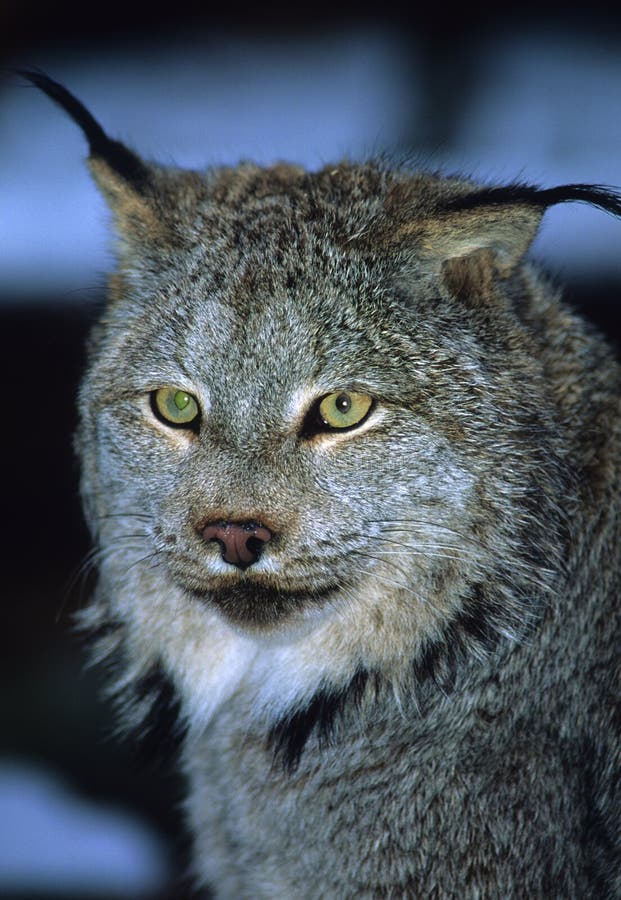 Canadian Lynx Portrait stock photo. Image of predator - 12305176