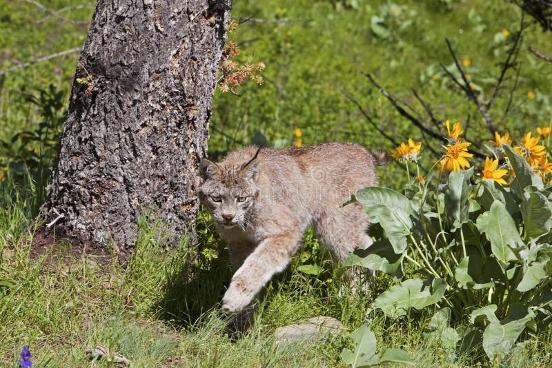 Canadian Lynx rufus stock image. Image of mountains, canadensis - 27113135