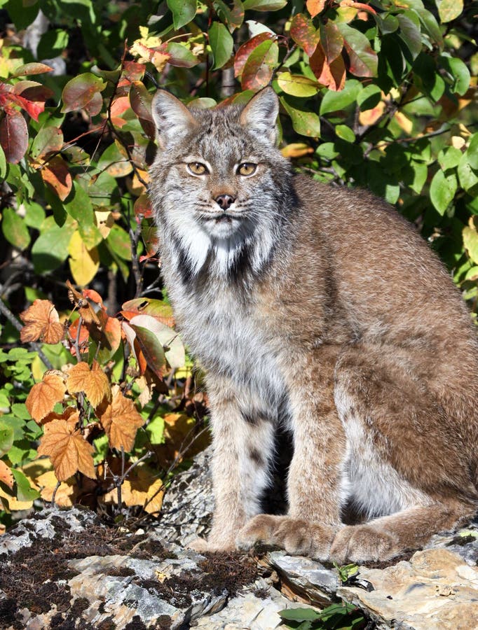 Canadian lynx stock photo. Image of north, alaska, canadian - 30286158