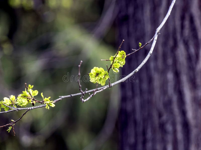 The Canadian Maple Blooms in the City Park Stock Photo - Image of leaf ...