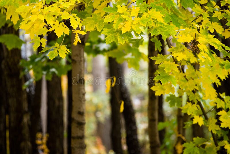 Canadian maple leaf stock image. Image of gold, green - 3318917