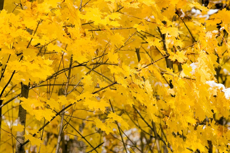 Canadian maple leaf stock image. Image of saturated, change - 3319039