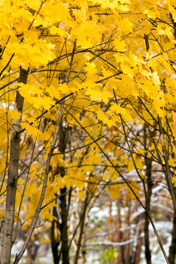 Canadian Maple Leaf - Free Photo from StockFreeImages