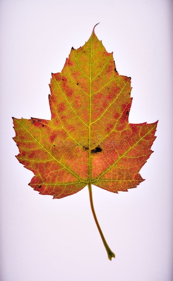 Maple Leaf stock photo. Image of nature, produce, deciduous - 292203330