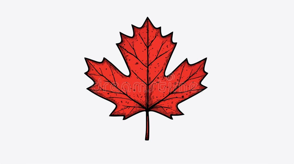 Canadian Maple Leaf Icon Doodle Line Vector Stock Vector - Illustration ...