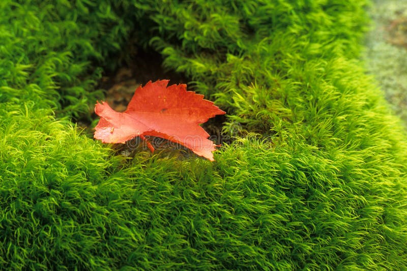 Canadian Maple Leaf on Moss Stock Photo - Image of flora, natural: 776540