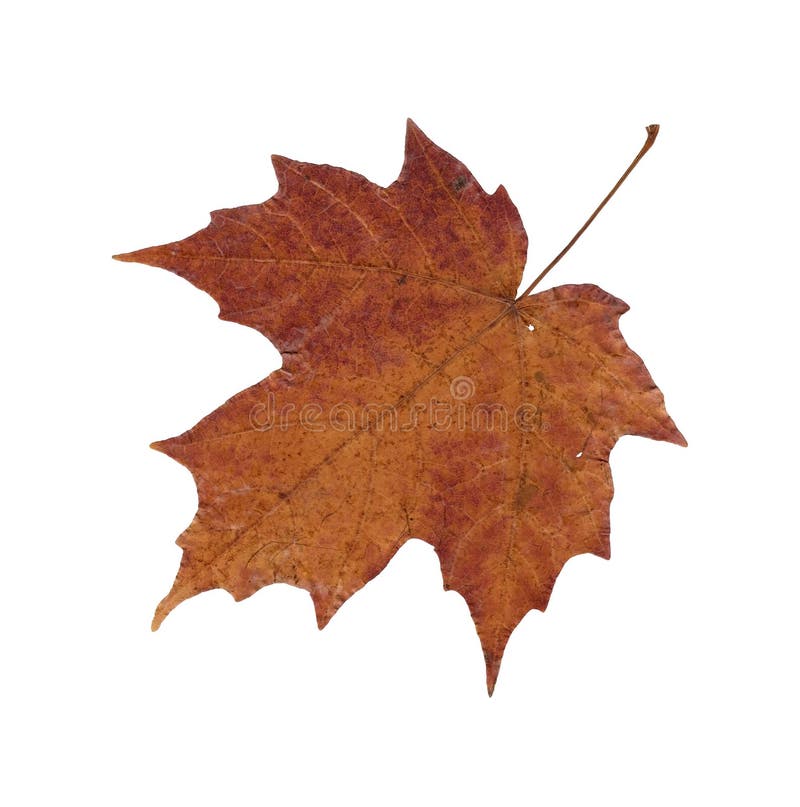 Canadian Maple Leaf stock image. Image of growth, leaf - 42363161