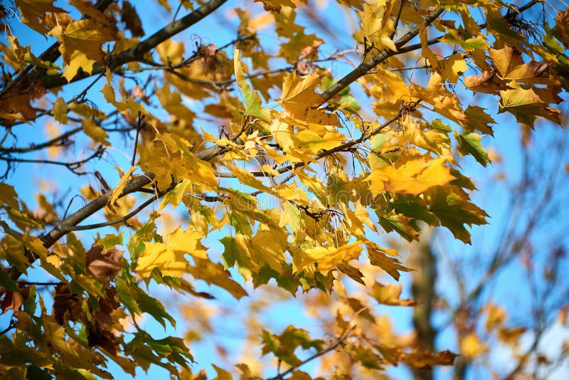 Canadian maple leafs stock photo. Image of mulberry - 103745330