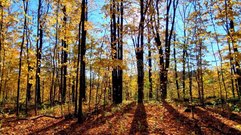 Canadian Maple Tree Forest in Autumn with a Lens Flare Stock Footage ...