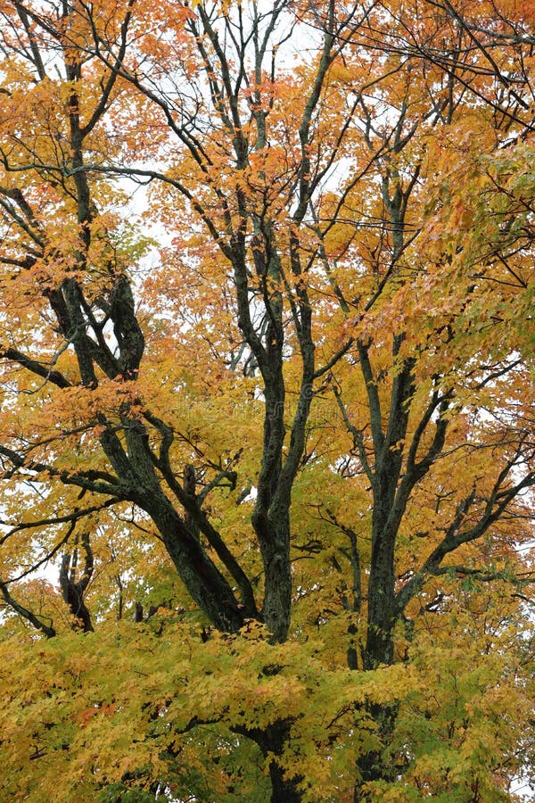 Canadian Maple Trees Early Fall Stock Photos - Free & Royalty-Free ...