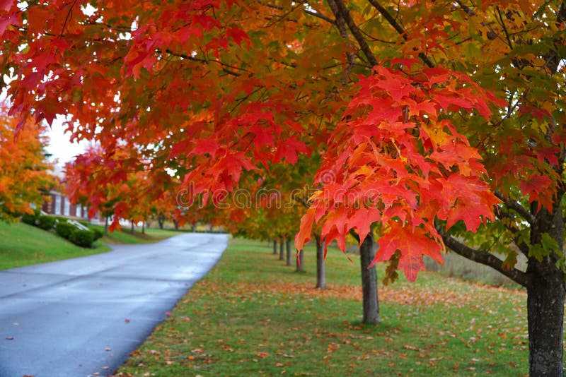 Canadian Maple Trees in Fall Colors Stock Photo - Image of green, maple ...
