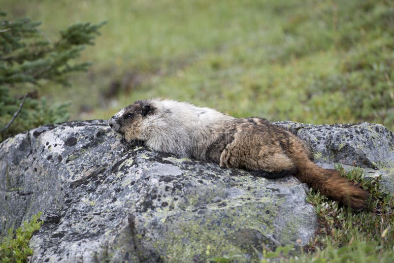 Canadian Marmot Portrait stock image. Image of travel - 33264987