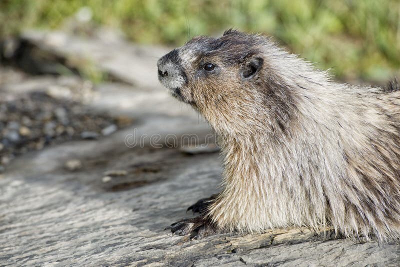 Canadian Marmot Portrait stock photo. Image of mountain - 33264990