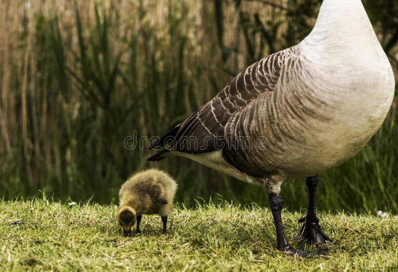 Baby Canadian goose stock image. Image of mother, coat - 148268243