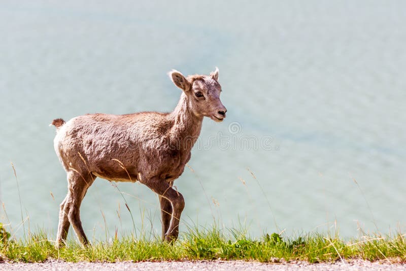 Canadian Mountain Goat stock image. Image of nature, outdoors - 49983365