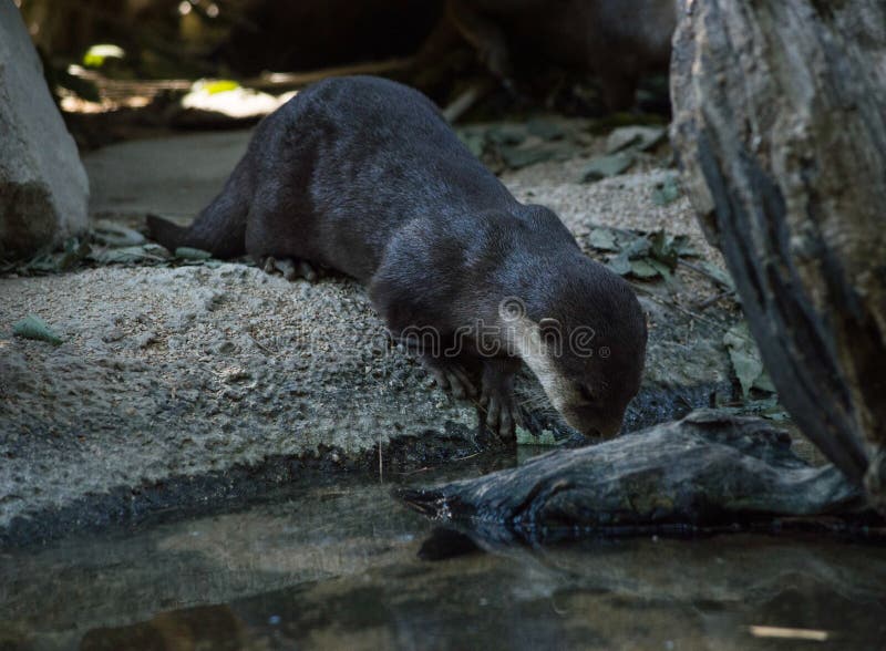 The Canadian Otter Hiding in Its Den Stock Photo - Image of wild ...