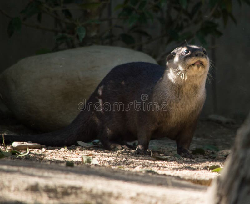 The Canadian Otter Hiding in Its Den Stock Image - Image of water ...