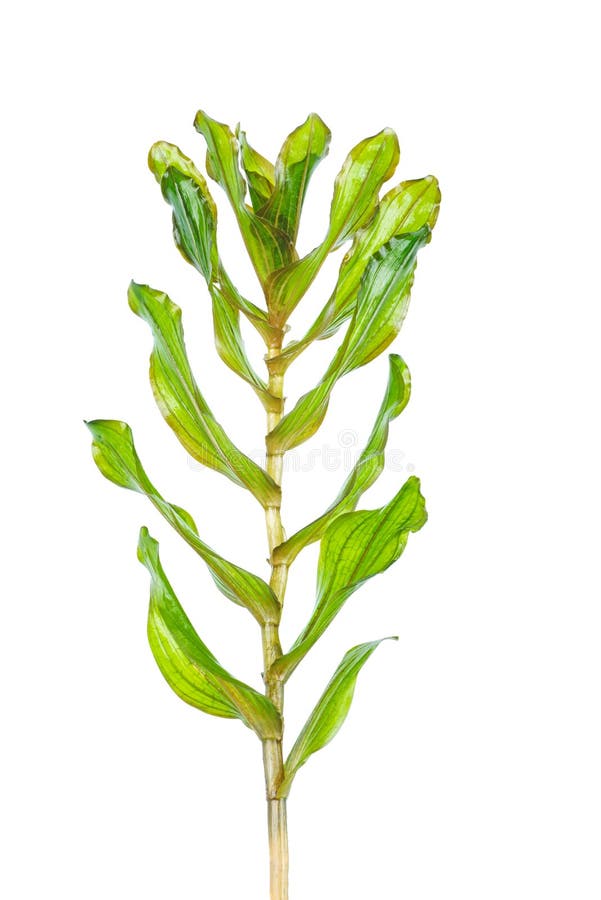 Canadian pondweed stock photo. Image of elodea, canadian - 152222858