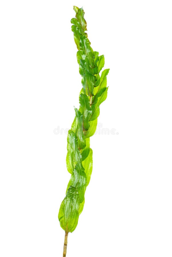 Canadian Elodea Waterweed Underwater in a Pond, County Wicklow Stock ...