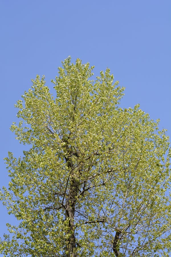 Canadian poplar stock image. Image of outdoors, poplar - 181026521