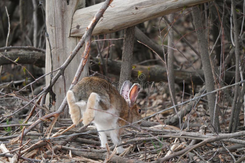 Canadian Rabbit Hopping stock photo. Image of canadian - 269773516