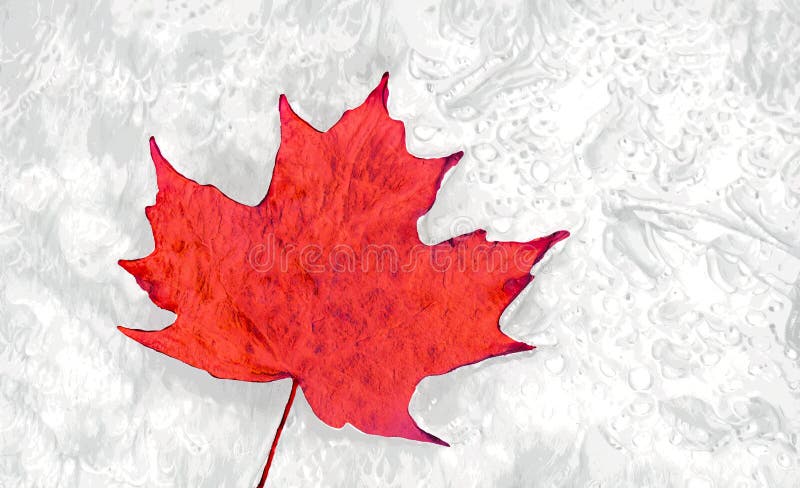 Canadian red maple leaf stock photo. Image of vein, forest - 266555938