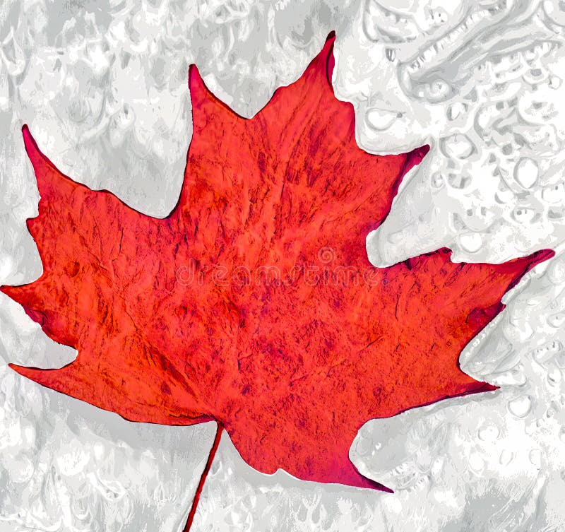 Canadian red maple leaf stock image. Image of vein, climate - 273118009