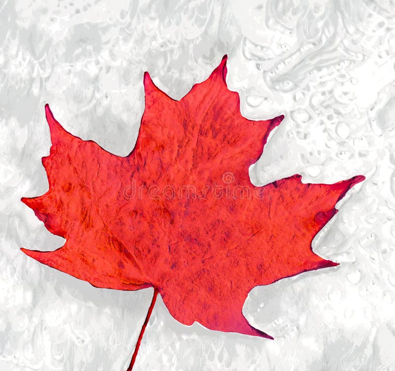 Canadian red maple leaf stock image. Image of vein, design - 274058247