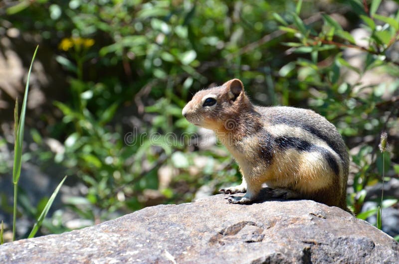 Canadian Chipmunk is Such a Cute Animal, Canadian Rockies, Kananaskis ...