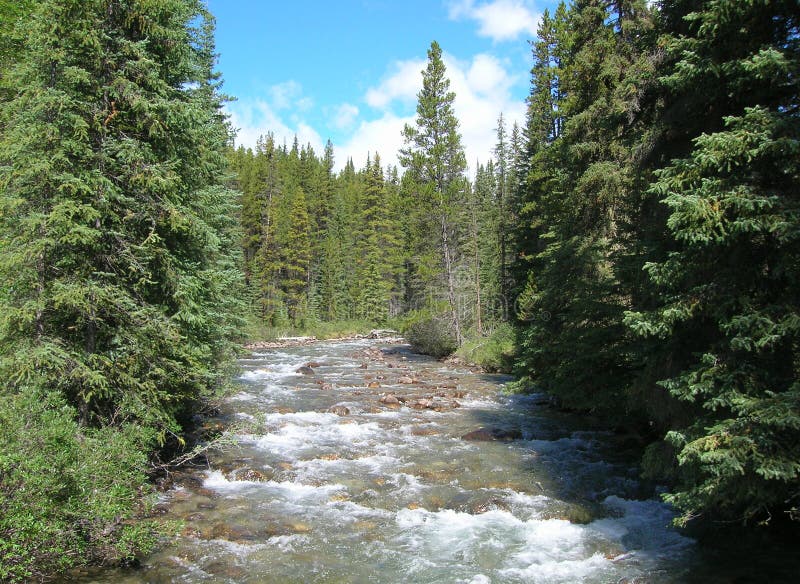 Mountain Stream Surrounded by Pine Trees in a Forest Stock Image ...