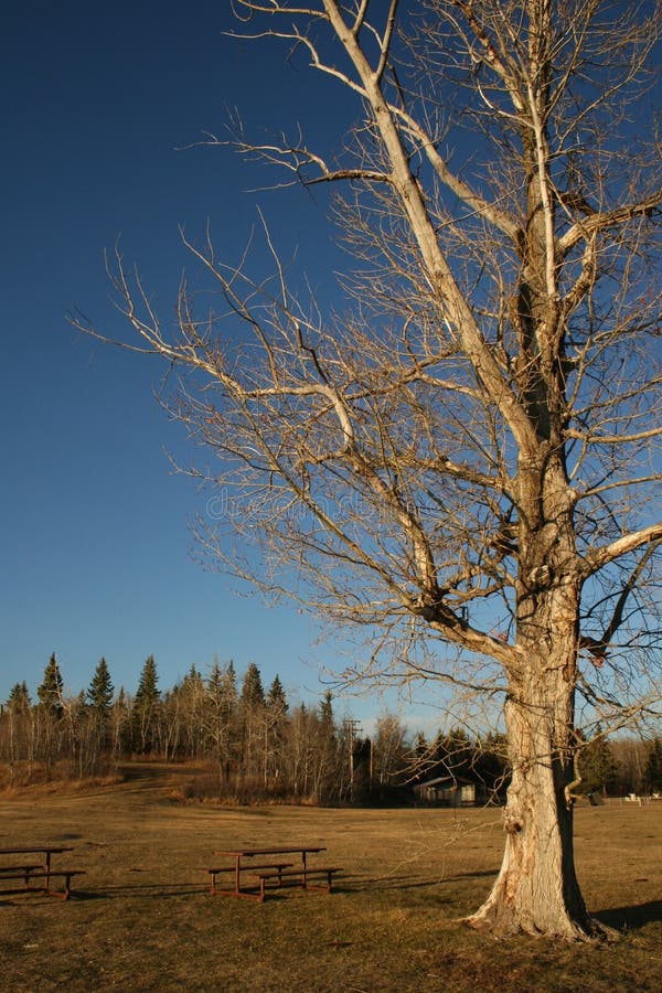 Canadian scenery stock photo. Image of nature, vegetation - 6953664