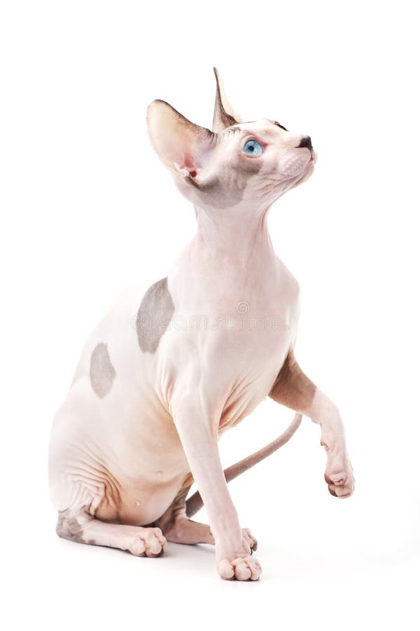 Unique Canadian Chocolate Stock Photos - Free & Royalty-Free Stock ...