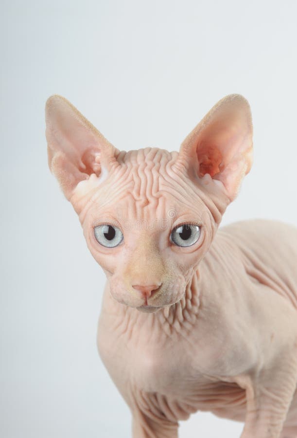 Canadian Sphinx Portrait Picture. Image: 23839216