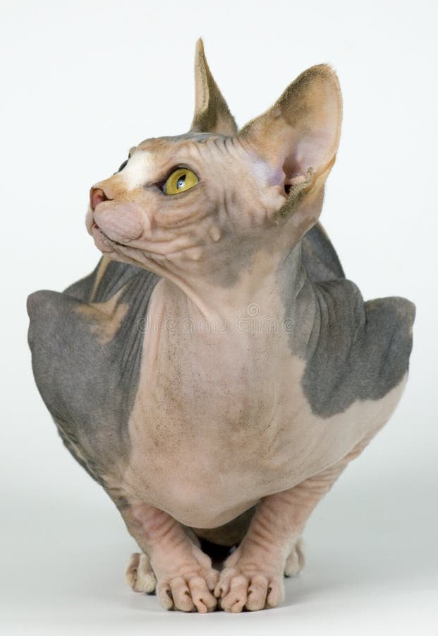 The Canadian sphynx stock image. Image of peeper, simulated - 928975