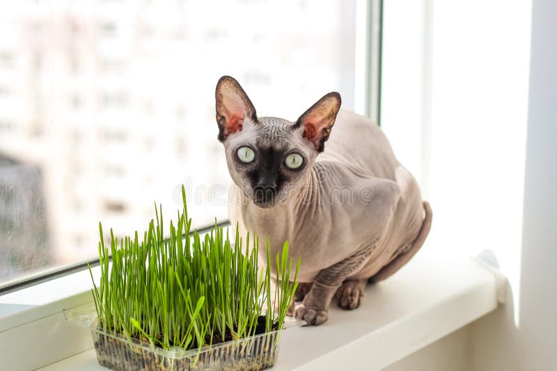 The Canadian Sphynx Cat Eats Sprouted Wheat Grass for Animals. Stock ...